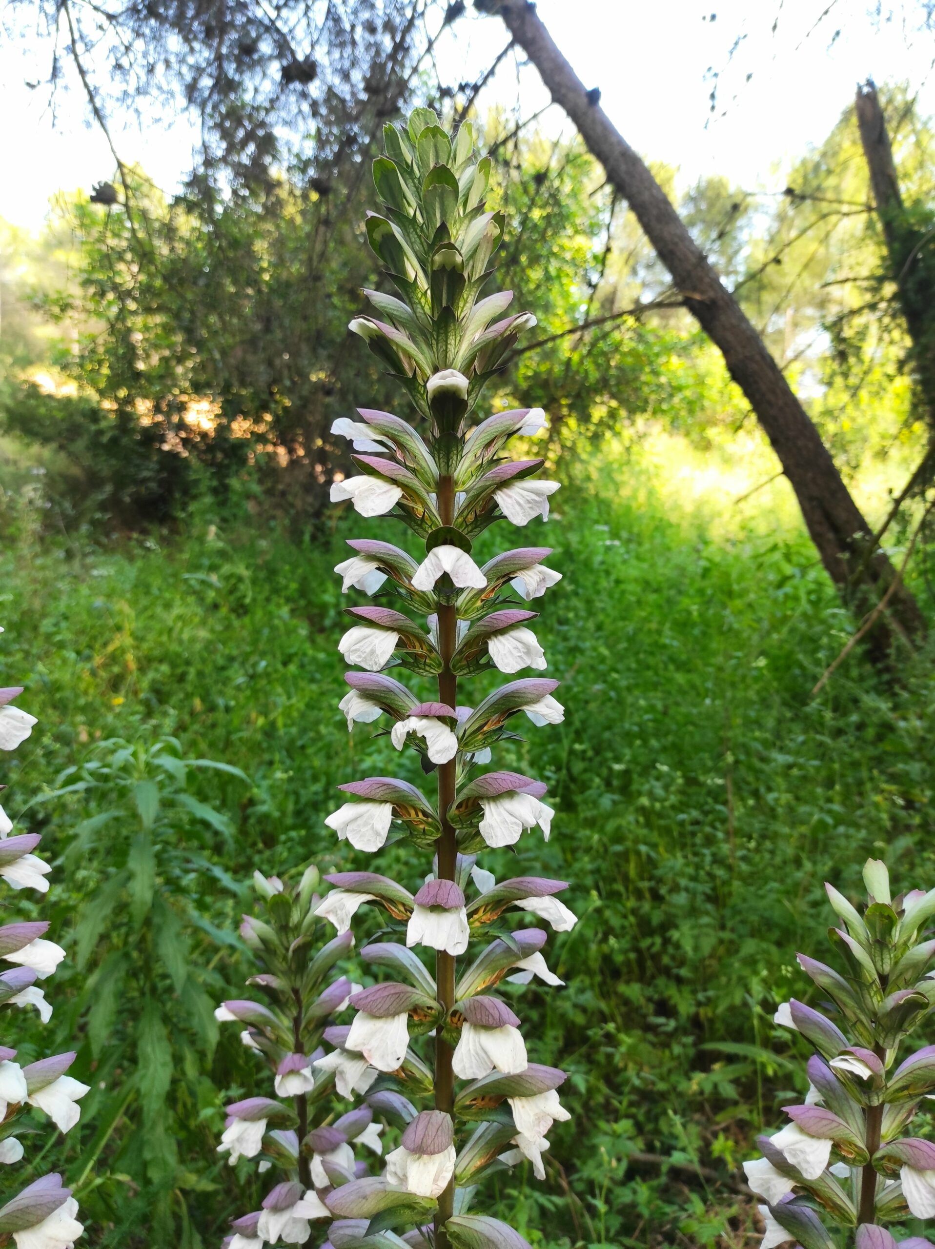 Acanthus mollis, acanto, herba carnera, hierba gigante, ala de ángel ...
