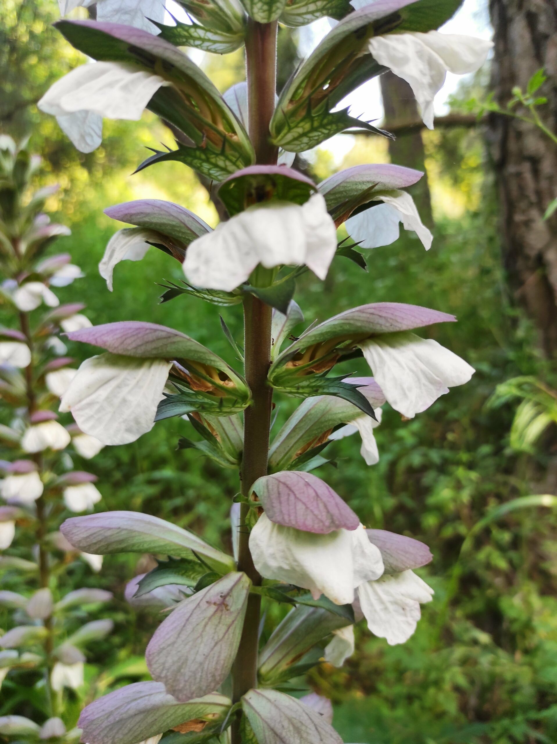 Acanthus mollis, acanto, herba carnera, hierba gigante, ala de ángel ...