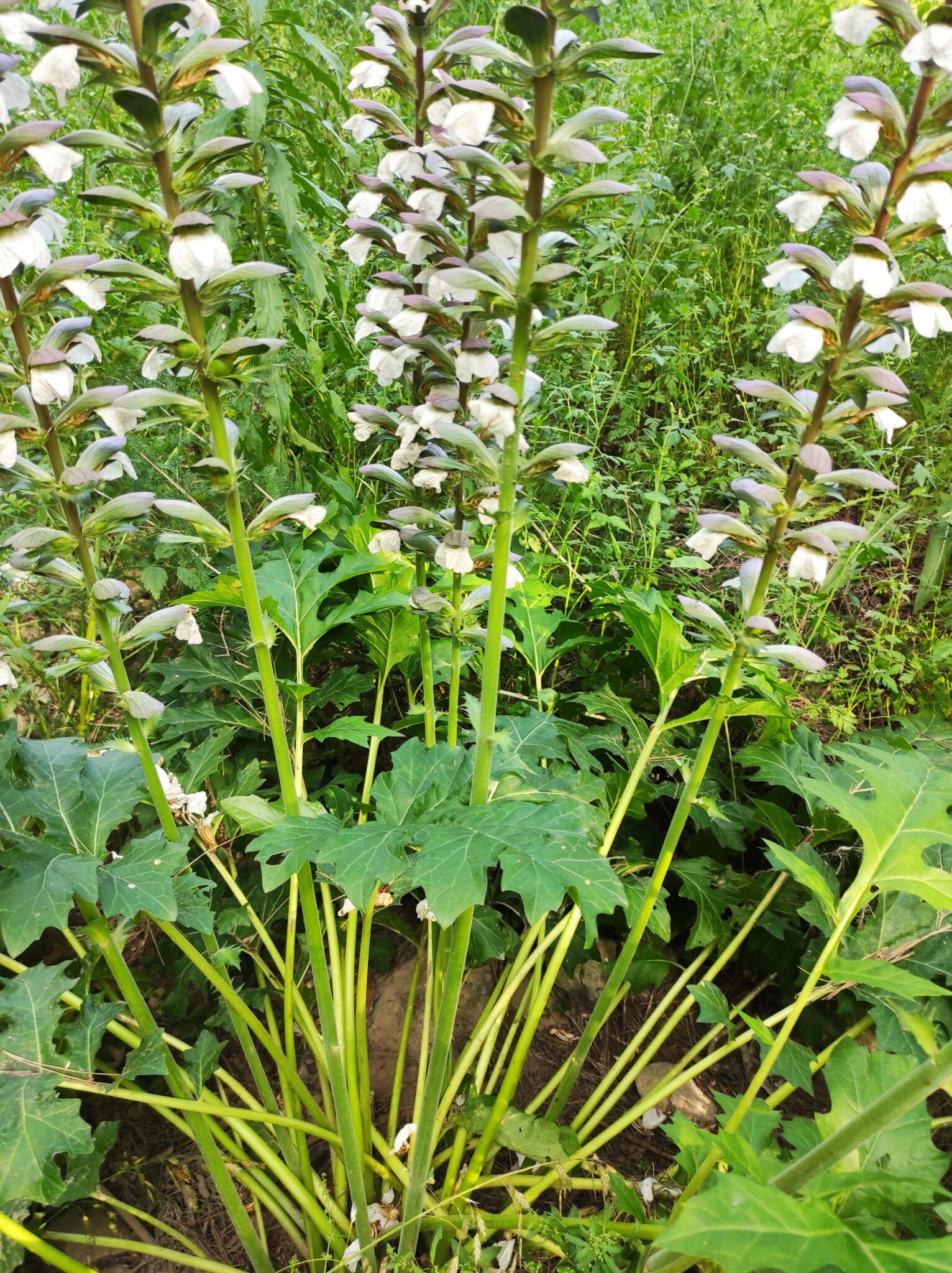 Acanthus mollis, acanto, herba carnera, hierba gigante, ala de ángel ...