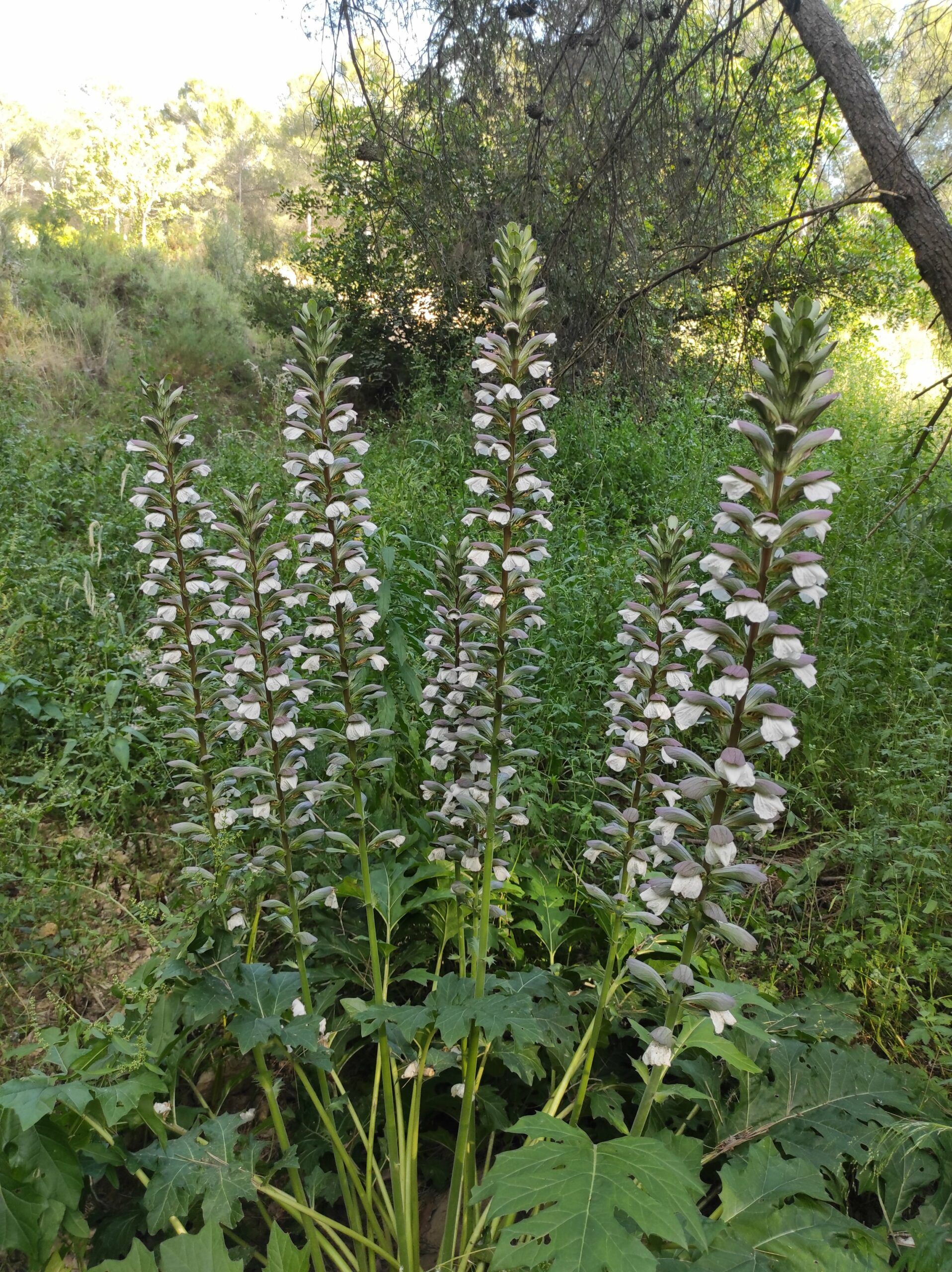 Acanthus mollis, acanto, herba carnera, hierba gigante, ala de ángel ...