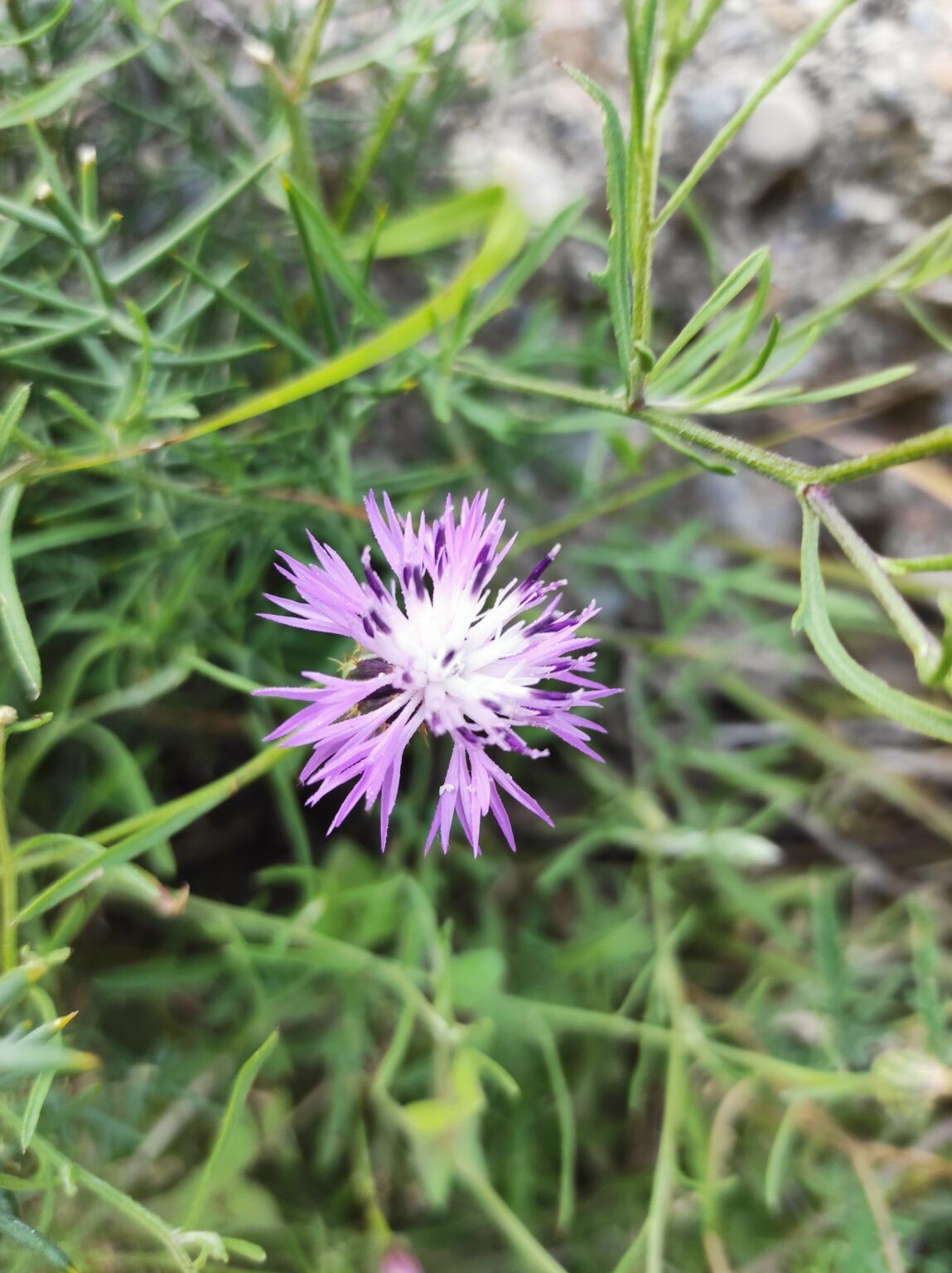 Centaurea aspera, tramaladro, travelera – JordiContreras