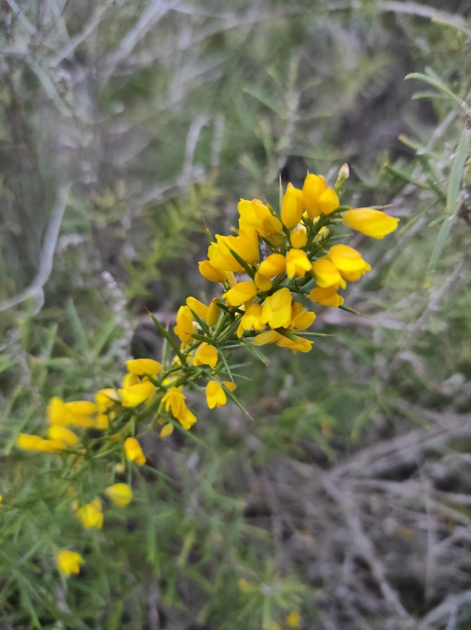 Ulex parviflorus, Aliaga morisca, Aulaga, Argelaga, Gatosa, Aulaga ...