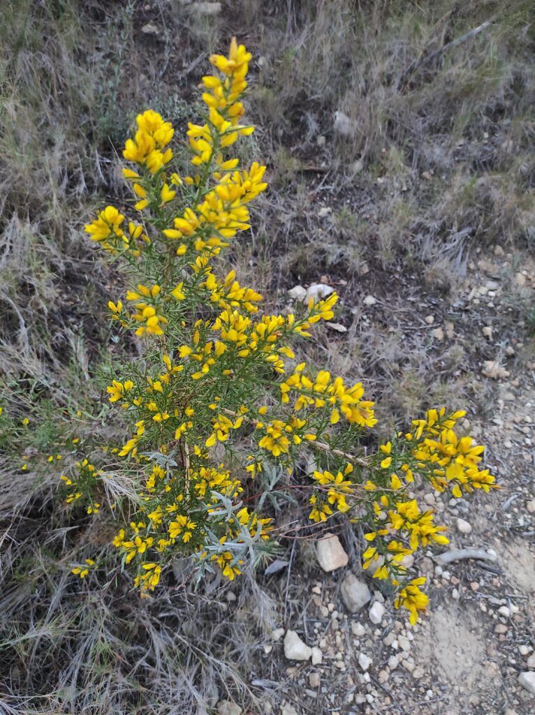 Ulex parviflorus, Aliaga morisca, Aulaga, Argelaga, Gatosa, Aulaga ...