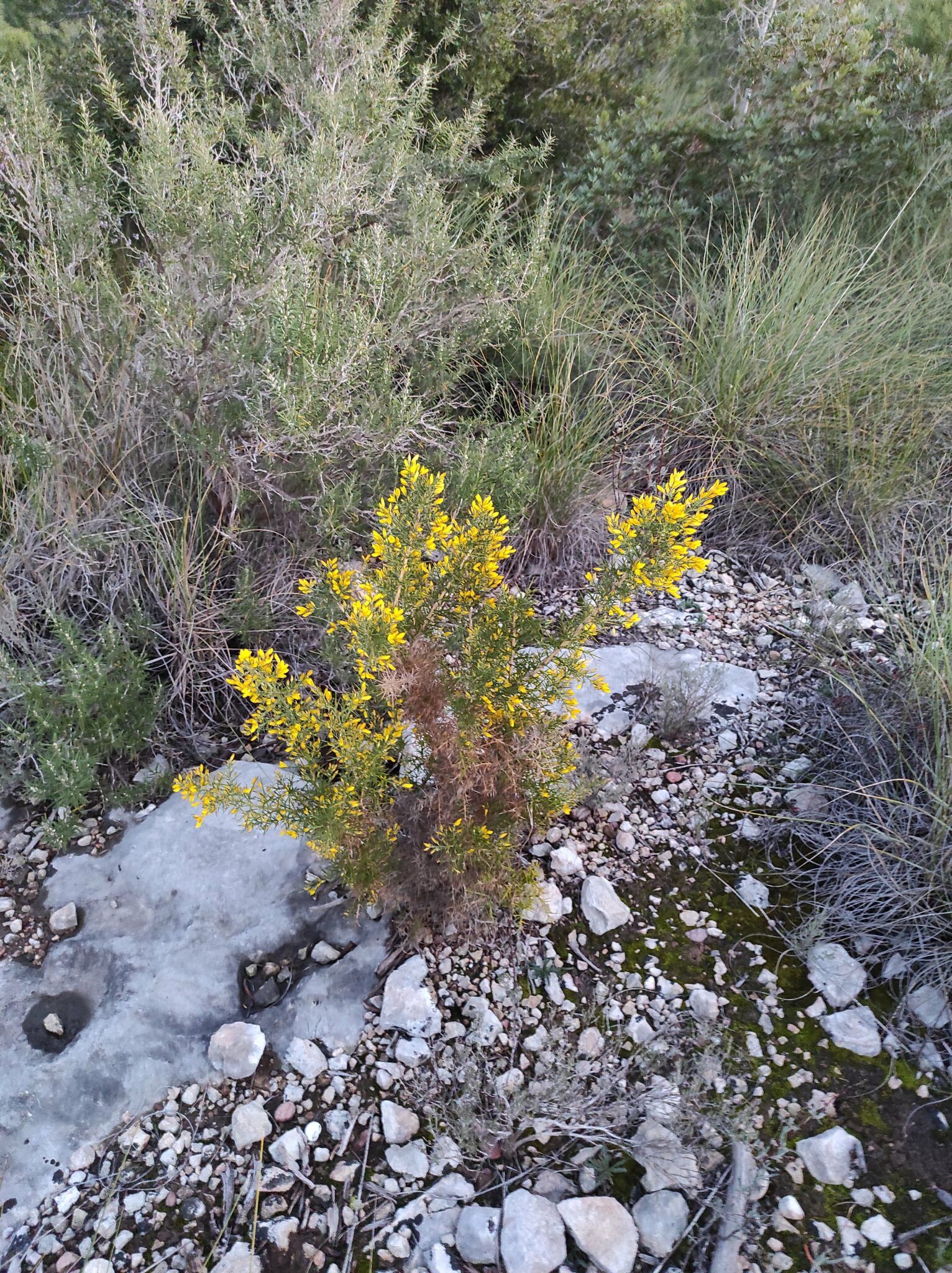 Ulex parviflorus, Aliaga morisca, Aulaga, Argelaga, Gatosa, Aulaga ...