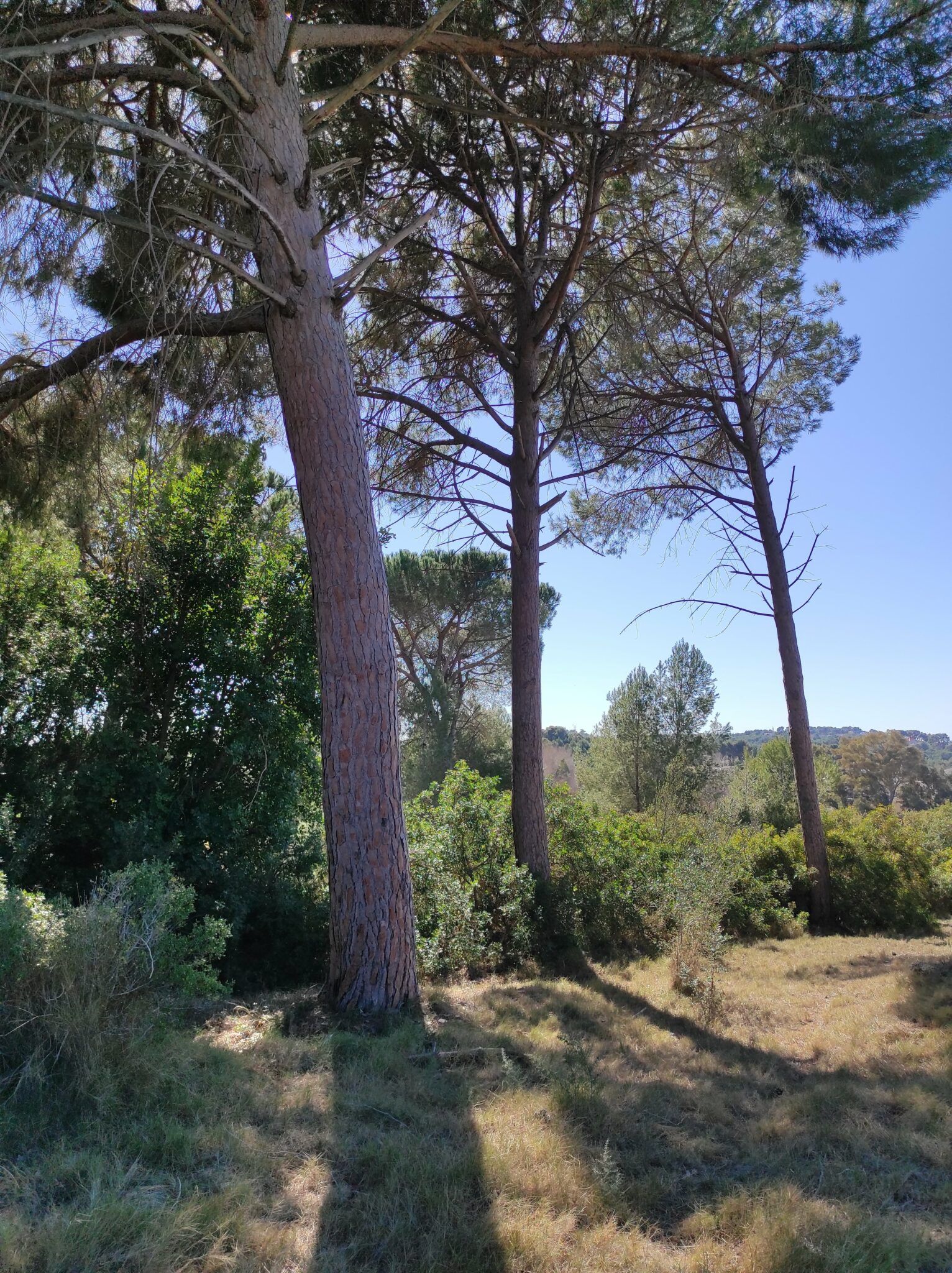 Pinus pinea, pi ver, pino piñonero, pino doncel, pi pinyoner, pi pinyer ...