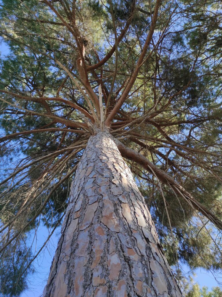 Pinus pinea, pi ver, pino piñonero, pino doncel, pi pinyoner, pi pinyer.