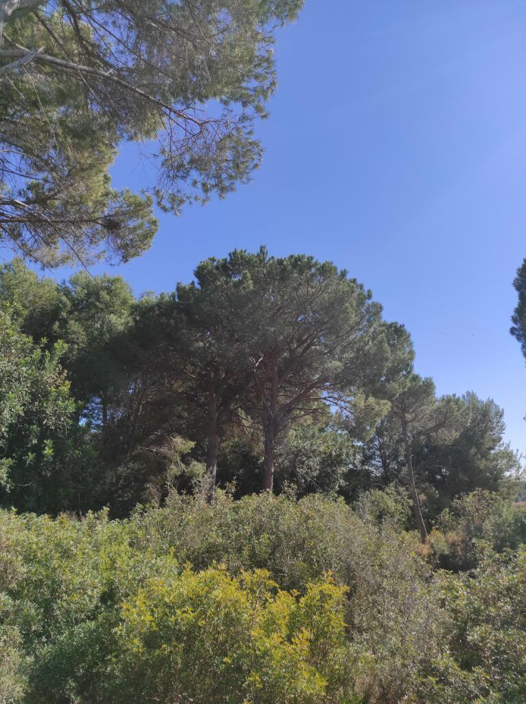 Pinus pinea, pi ver, pino piñonero, pino doncel, pi pinyoner, pi pinyer.