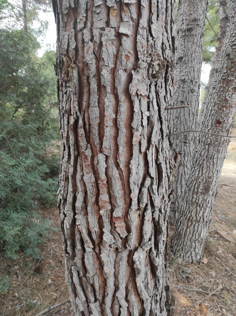 Pinus sylvestris, pino albar, pi roig, pino silvestre. – JordiContreras