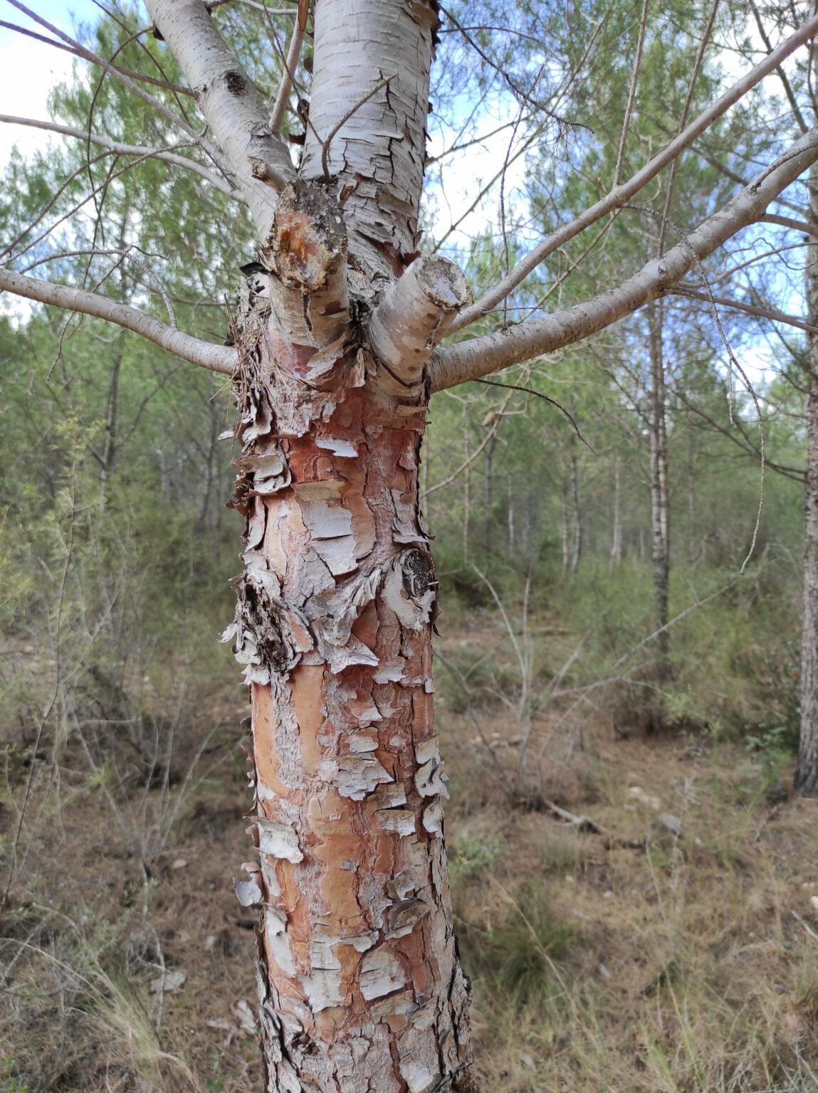 Pinus sylvestris, pino albar, pi roig, pino silvestre. – JordiContreras