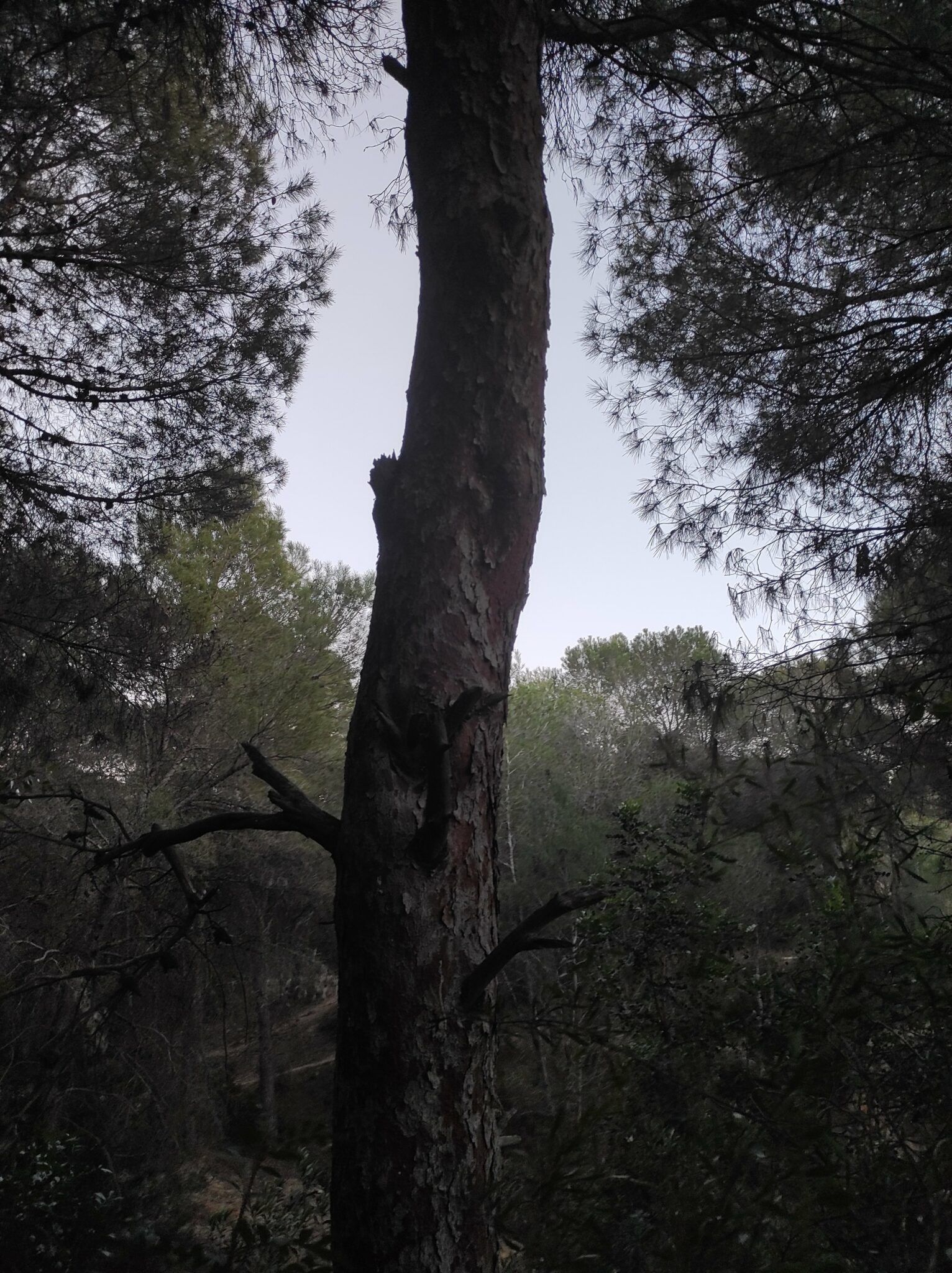 Pinus sylvestris, pino albar, pi roig, pino silvestre. – JordiContreras