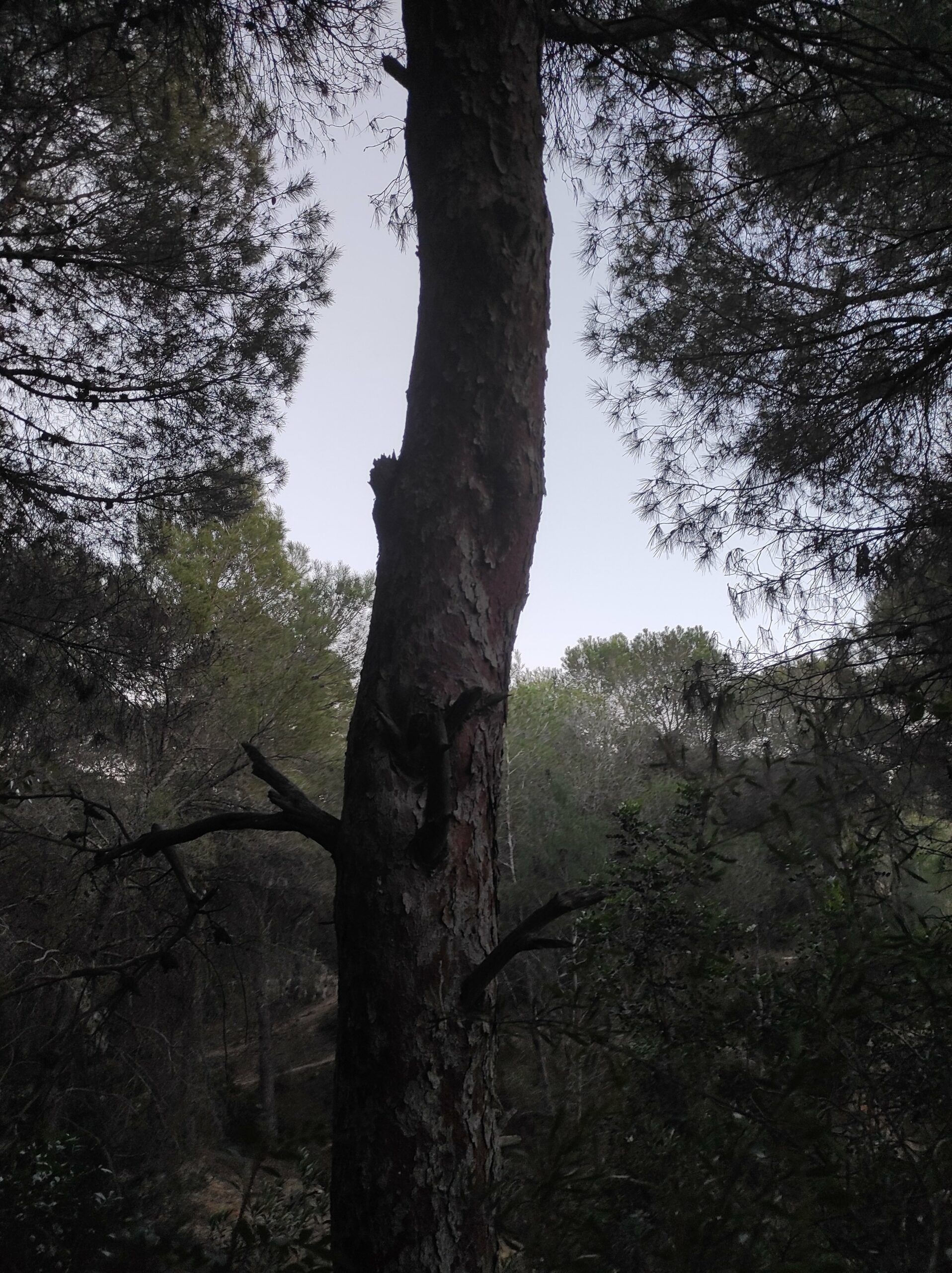 Pinus sylvestris, pino albar, pi roig, pino silvestre. – JordiContreras