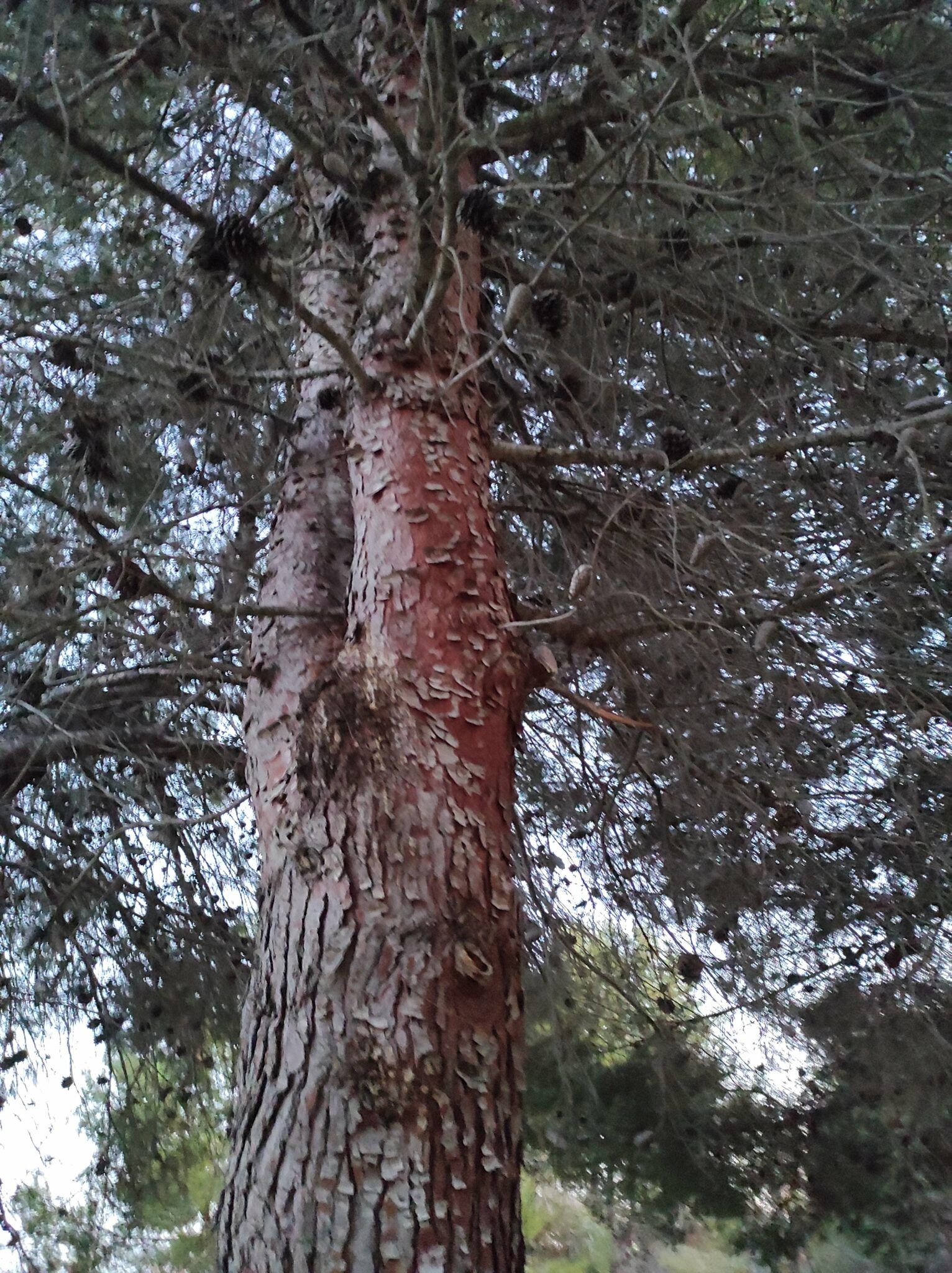 Pinus sylvestris, pino albar, pi roig, pino silvestre. – JordiContreras