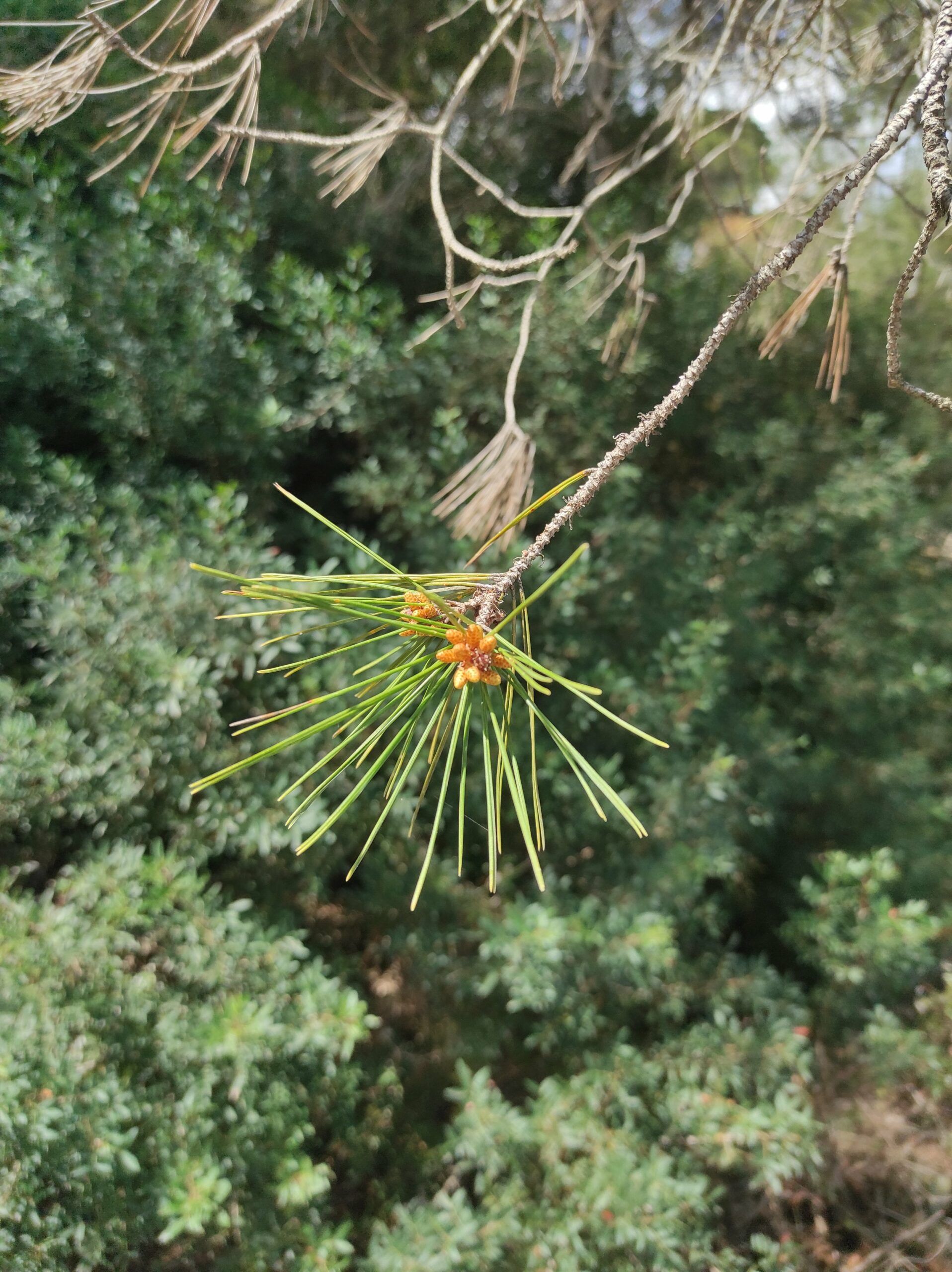 Pinus sylvestris, pino albar, pi roig, pino silvestre. – JordiContreras