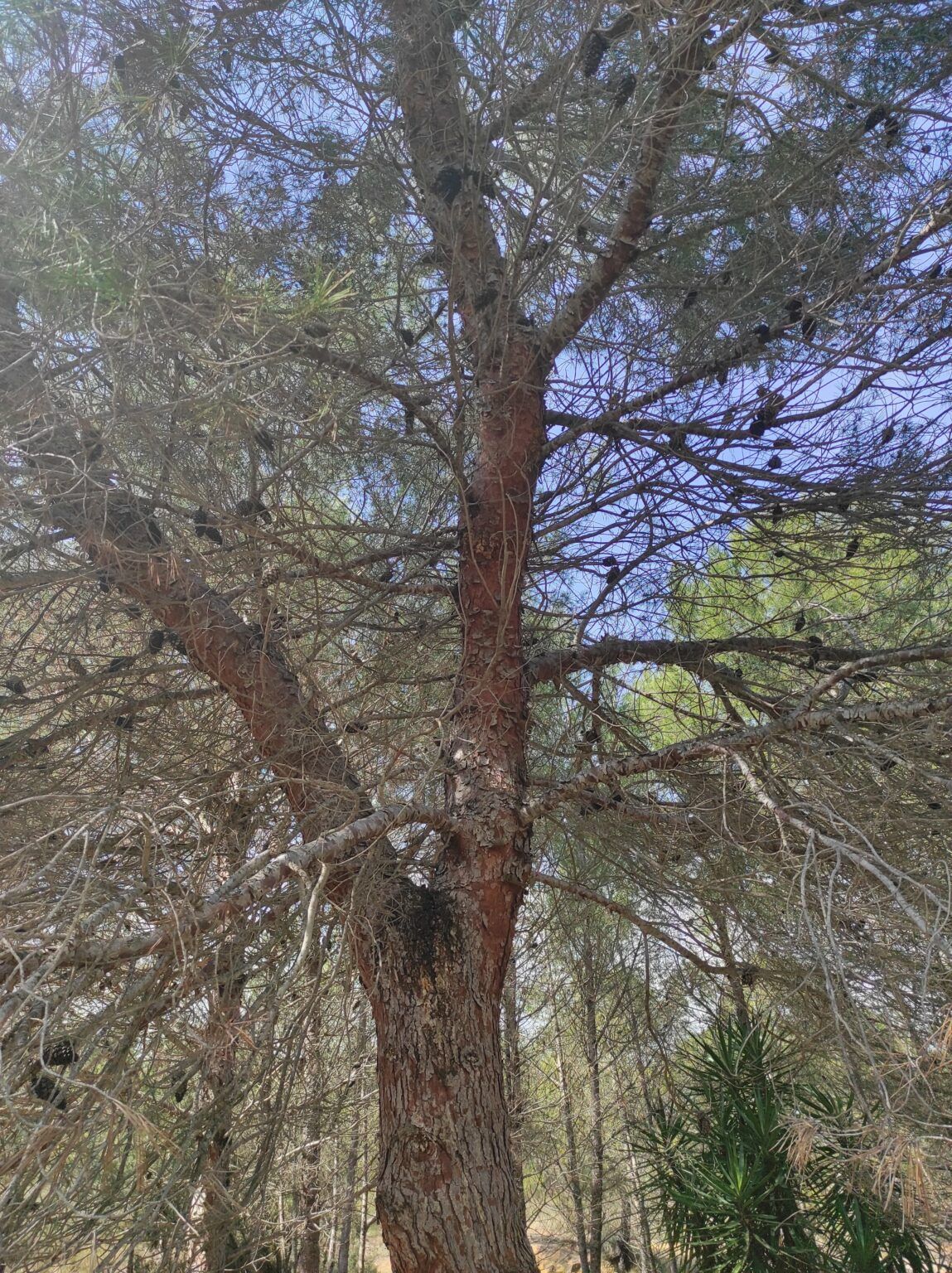 Pinus sylvestris, pino albar, pi roig, pino silvestre. – JordiContreras