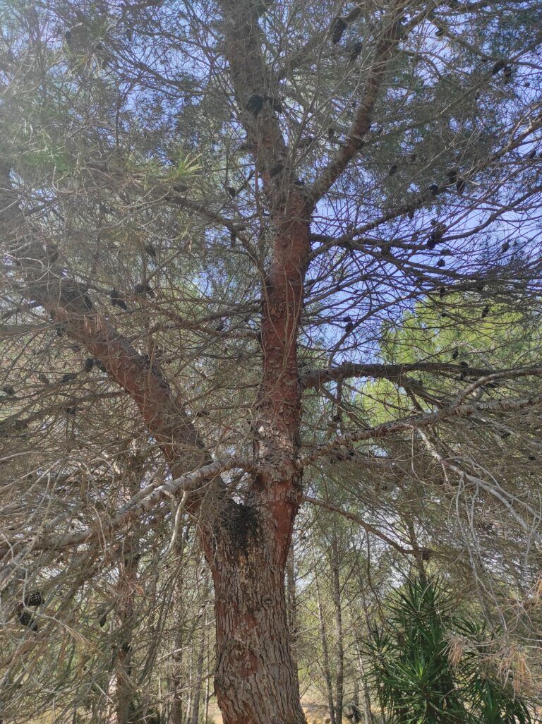 Pinus sylvestris, pino albar, pi roig, pino silvestre. – JordiContreras