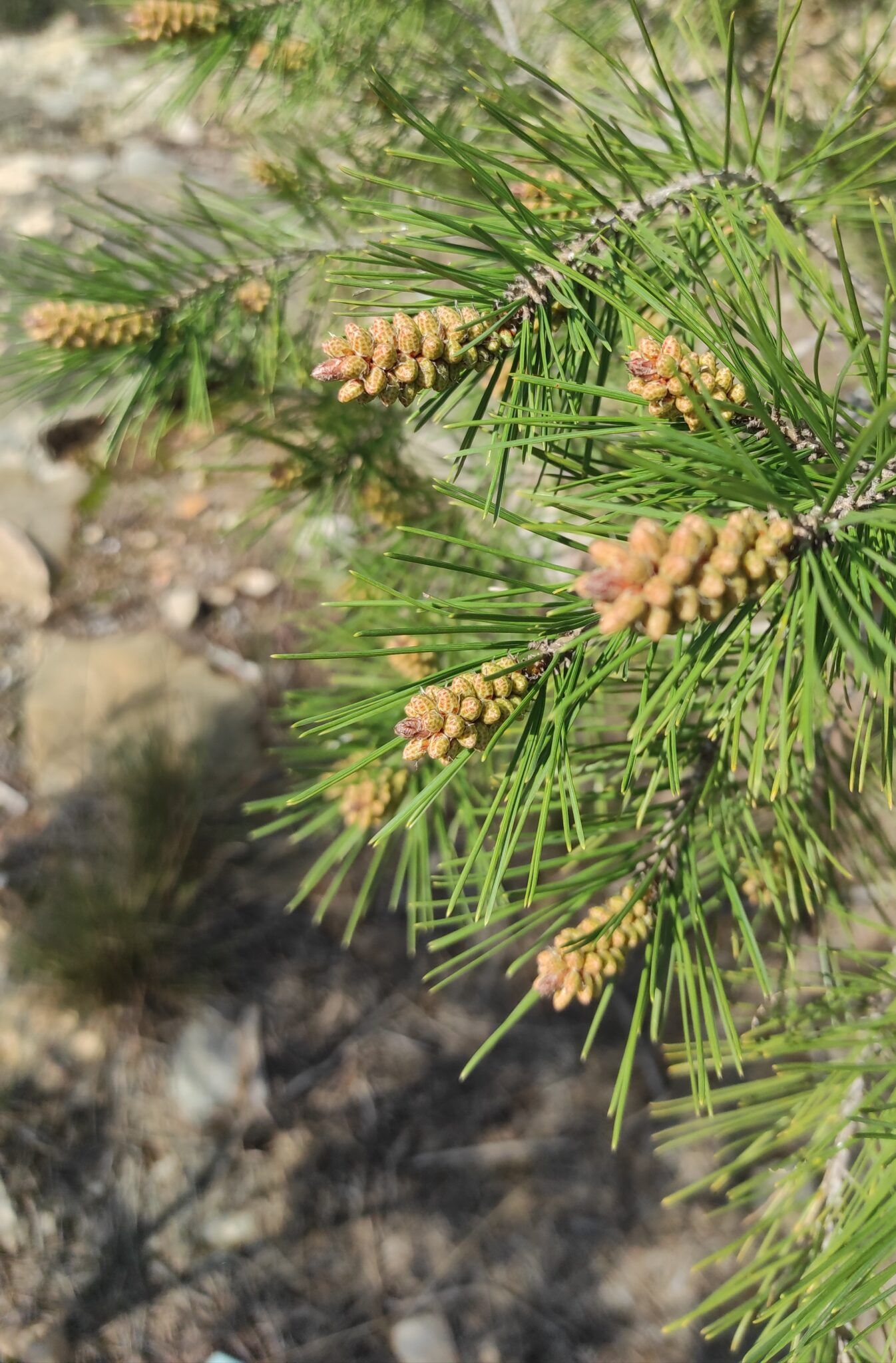 Las flores del pino – JordiContreras