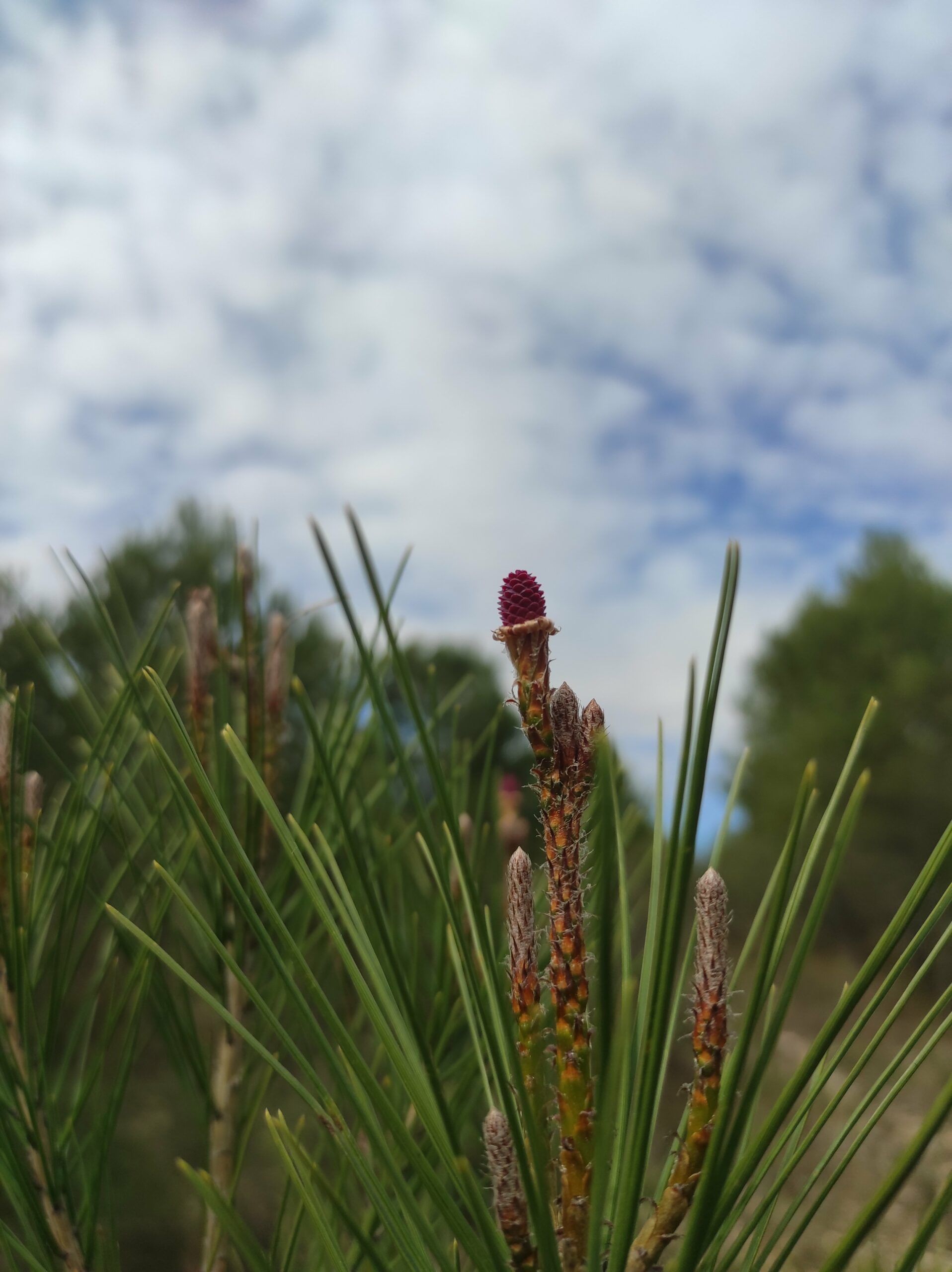 Las flores del pino – JordiContreras