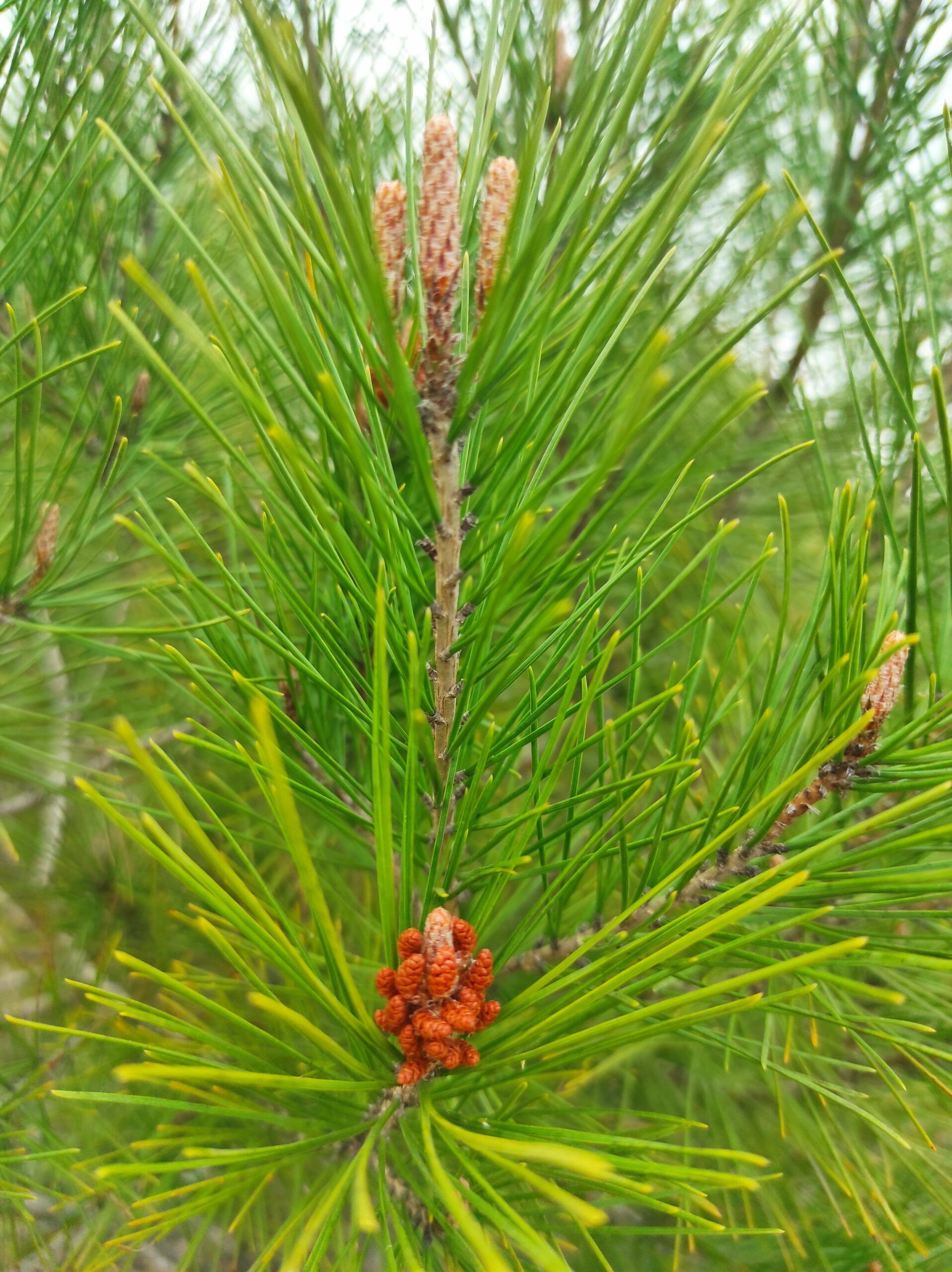 Las flores del pino – JordiContreras